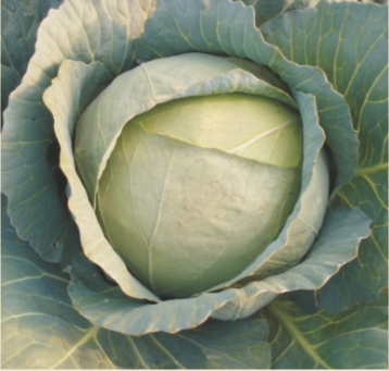 Cabbage