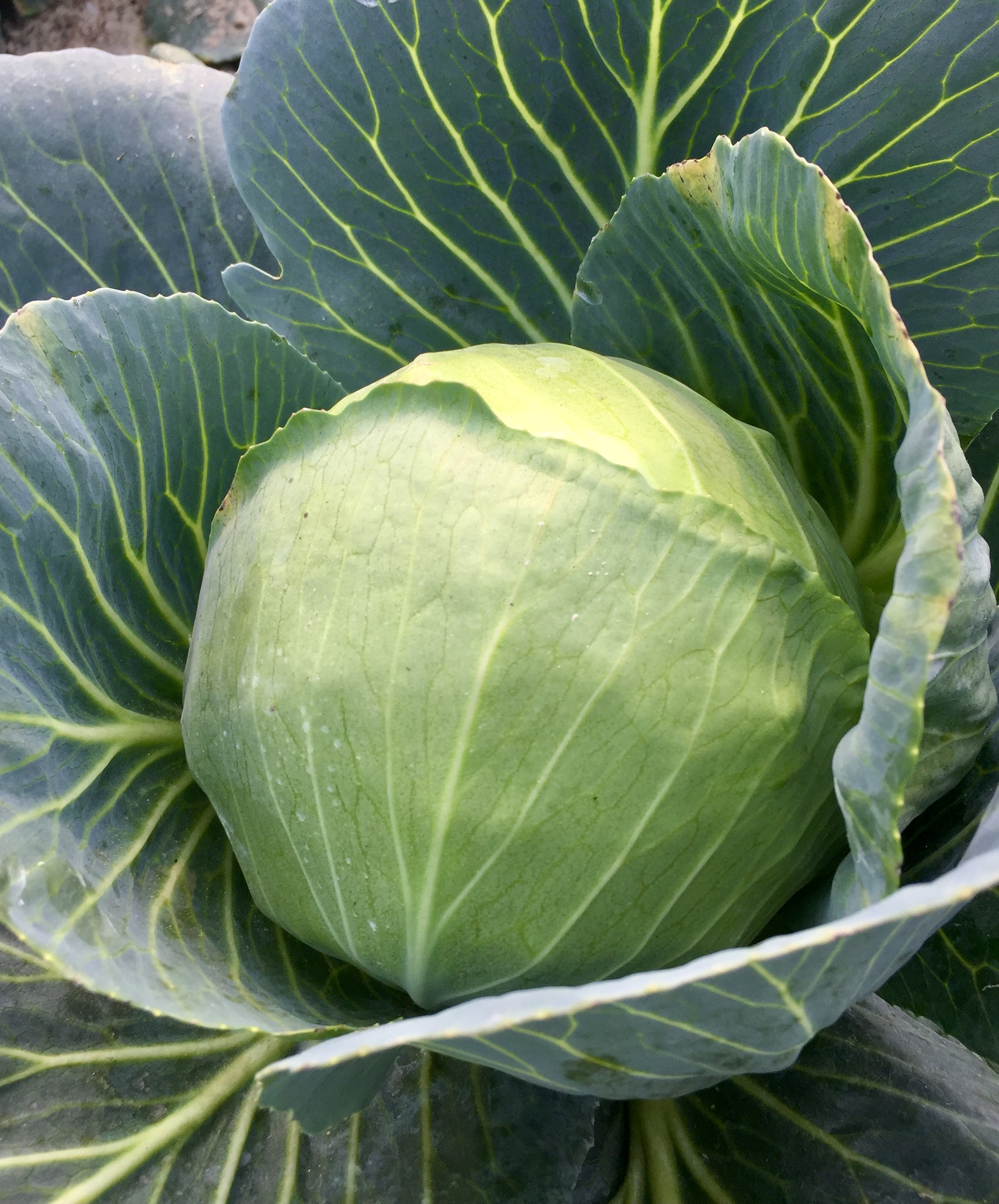 Cabbage